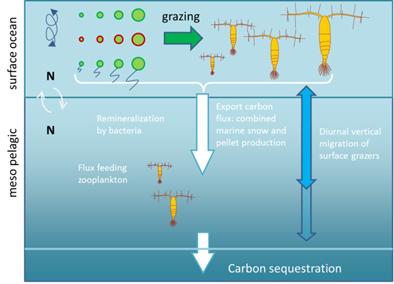 Trait-based approach to the Biological Pump - Mecano